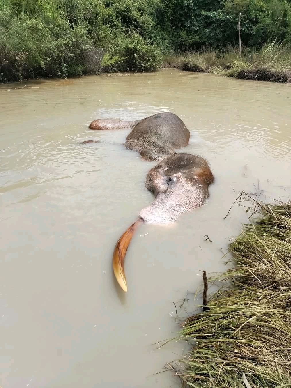 Sri Lankan Tuskers: Majestic Elephants, Habitat & Conservation