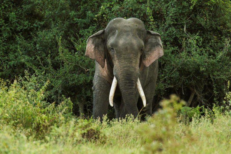 Sri Lankan Tuskers: Majestic Elephants, Habitat & Conservation