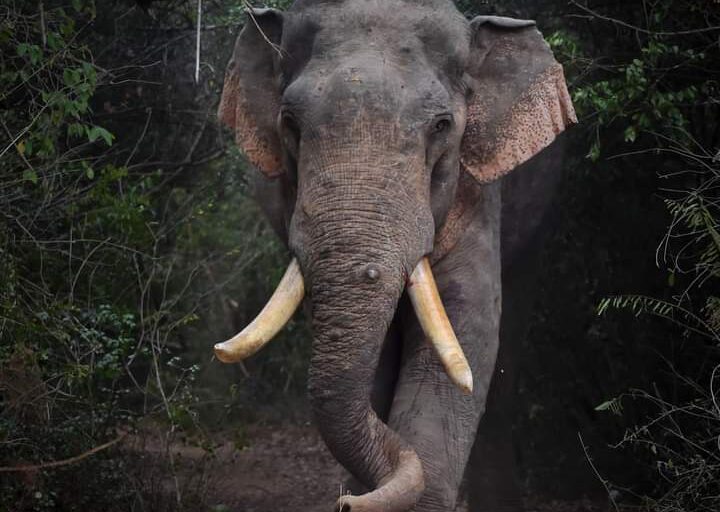 Sri Lankan Tuskers: Majestic Elephants, Habitat & Conservation