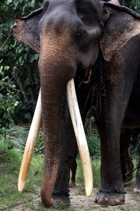Sri Lankan Tuskers: Majestic Elephants, Habitat & Conservation