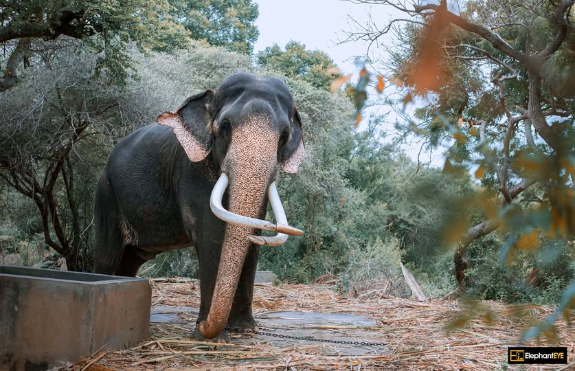 Sri Lankan Tuskers: Majestic Elephants, Habitat & Conservation